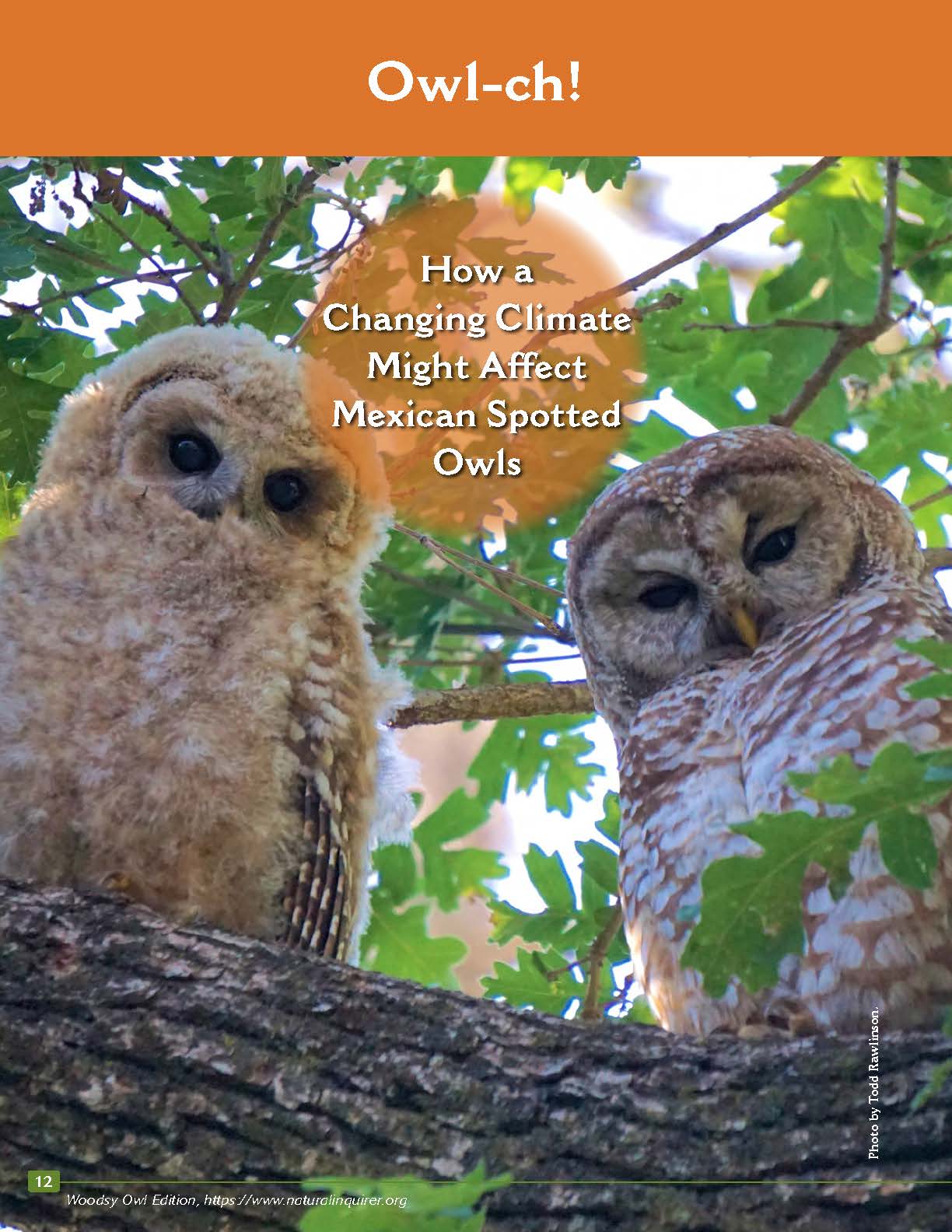 Owl-ch! - How a Changing Climate Might Affect Mexican Spotted Owls ...