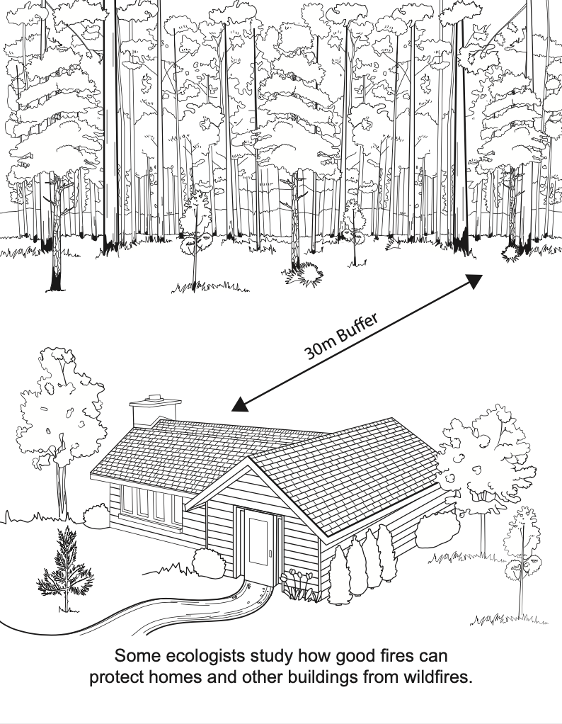 Defensible Space Coloring Sheet - Natural Inquirer