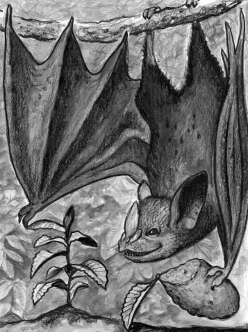 The Trees Have Gone Batty! How Bat Scat Helped Restore a Tropical ...