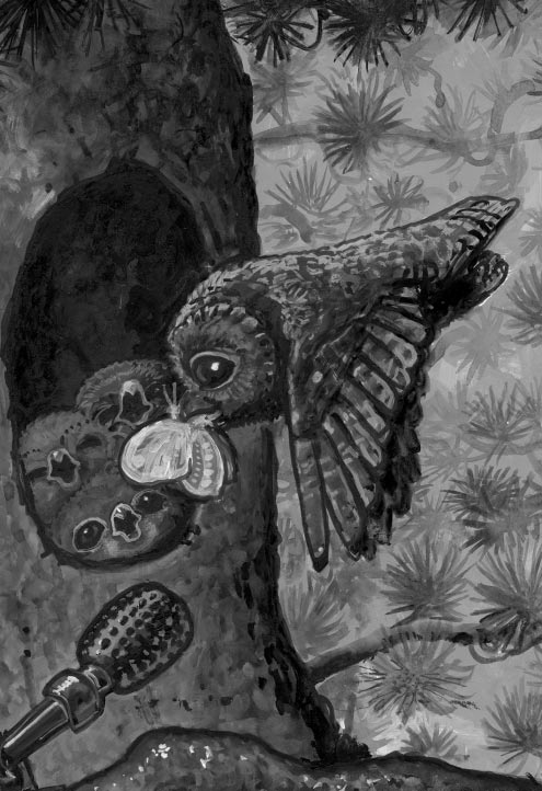 Turn that Radio Down! Tracking the Busy Life of Flammulated Owl Dads ...