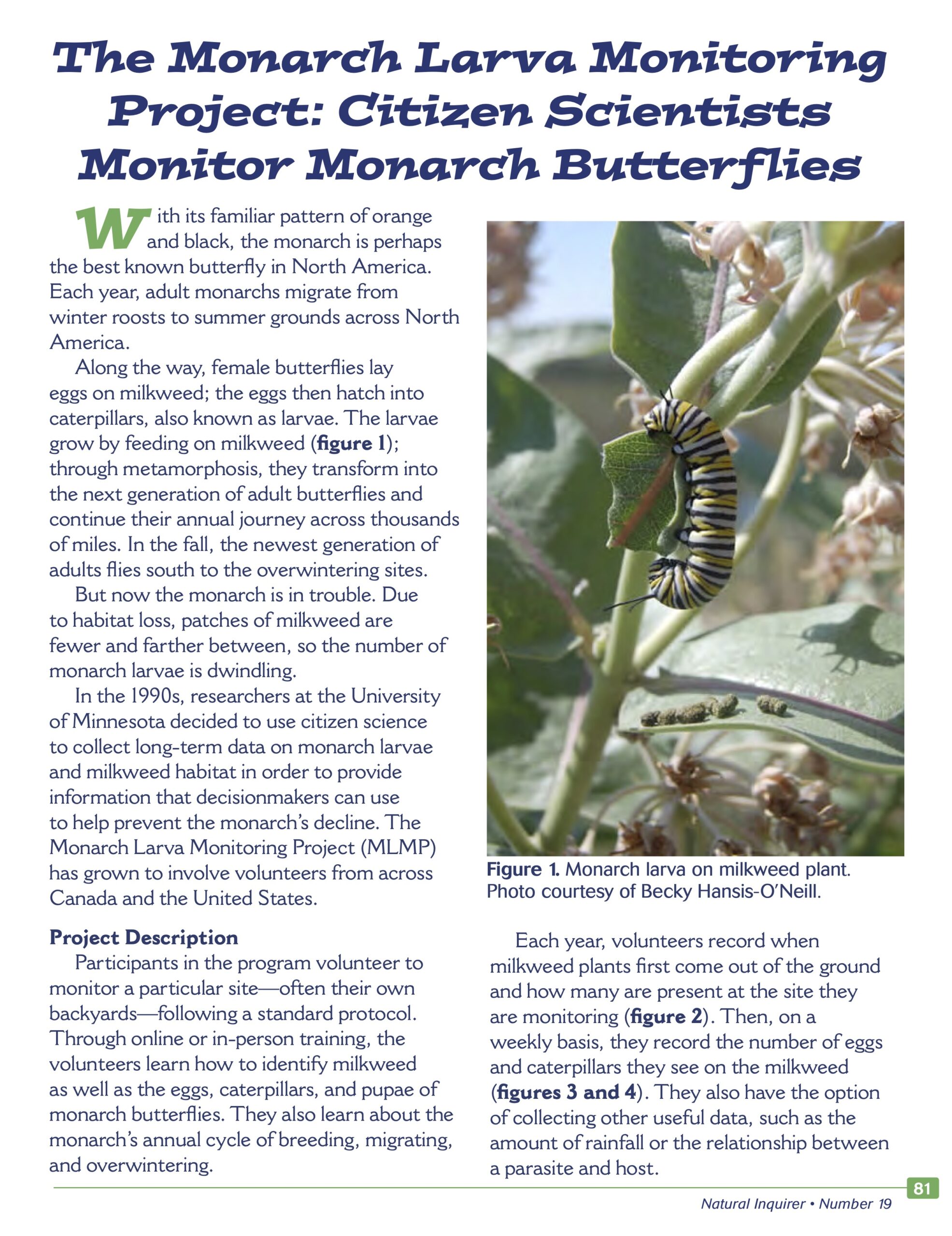 Spotlight - The Monarch Larva Monitoring Project: Citizen Scientists ...