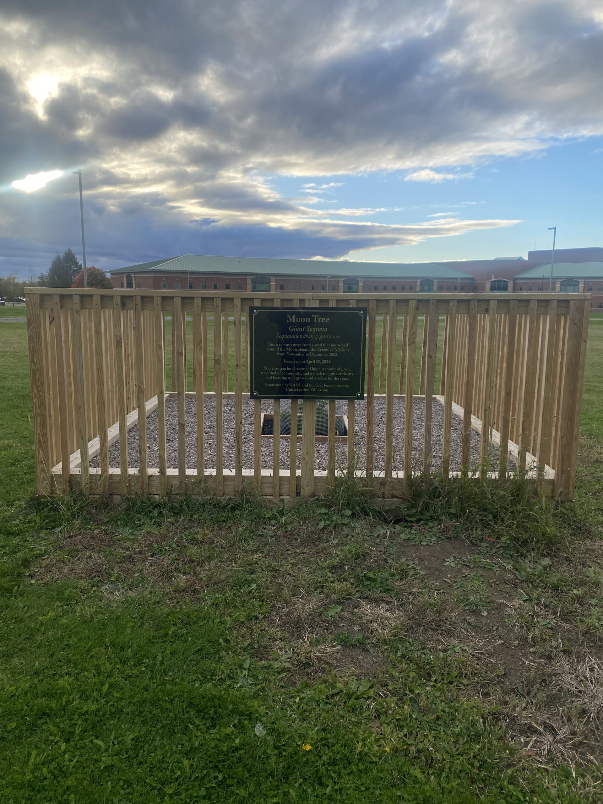 Artemis Moon Trees - Natural Inquirer