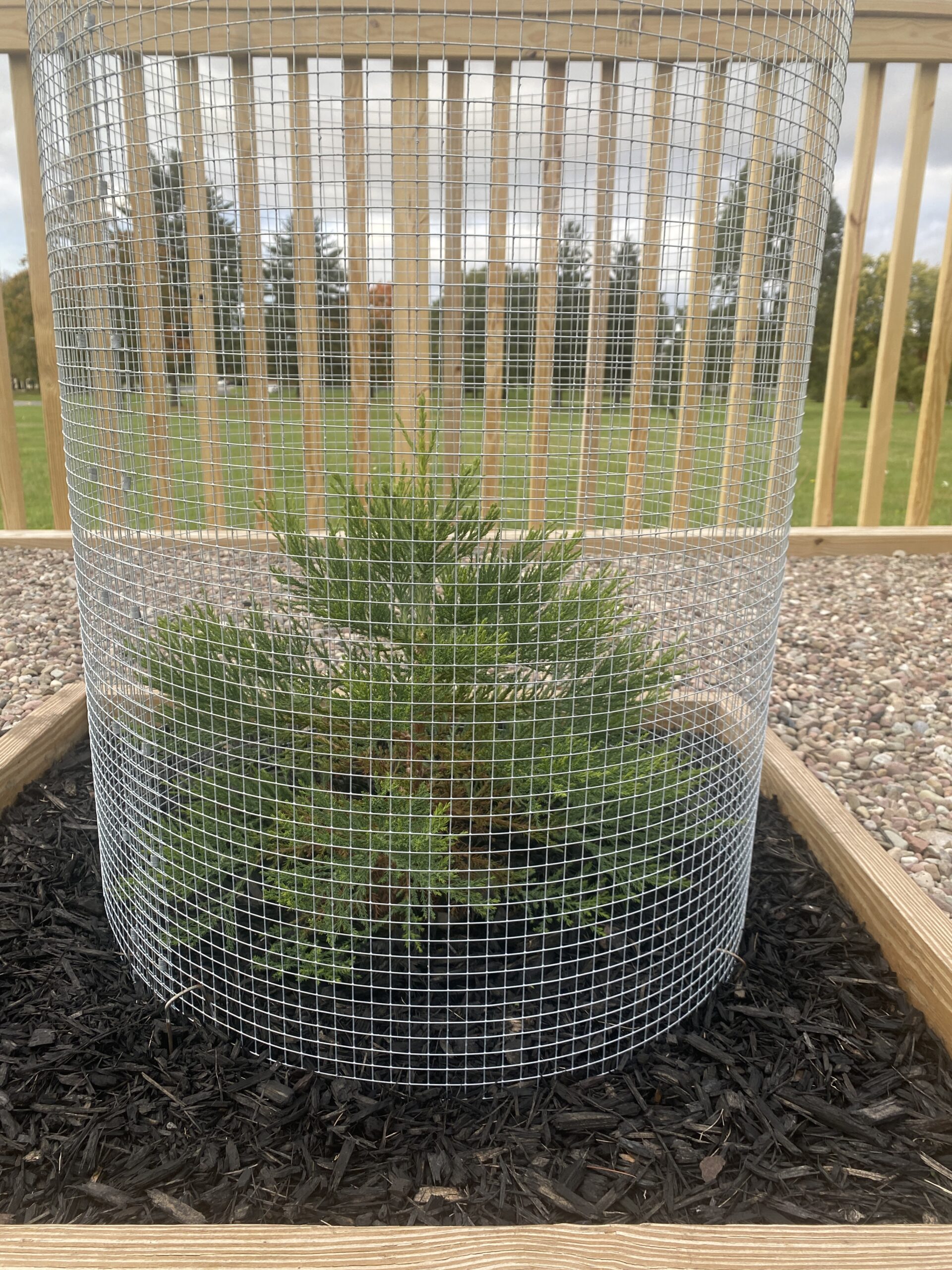 Artemis Moon Trees - Natural Inquirer