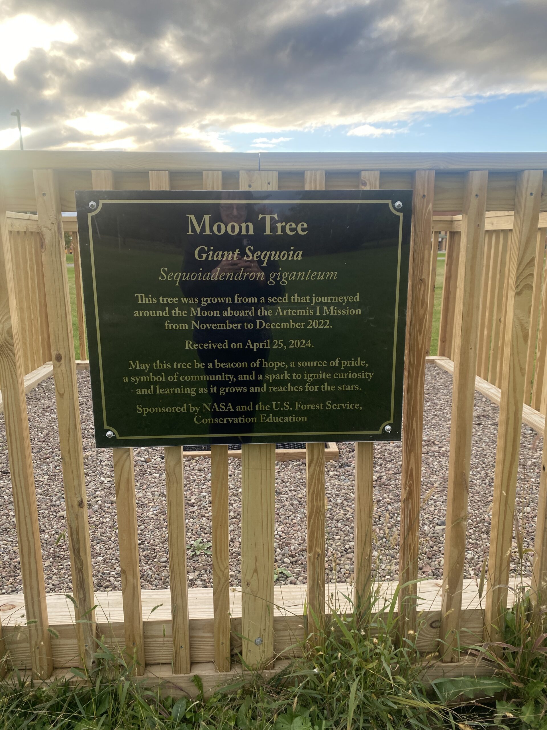 Artemis Moon Trees - Natural Inquirer