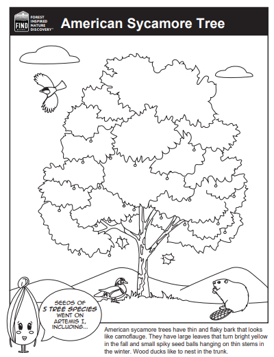 American Sycamore Moon Tree Coloring Sheet - Natural Inquirer