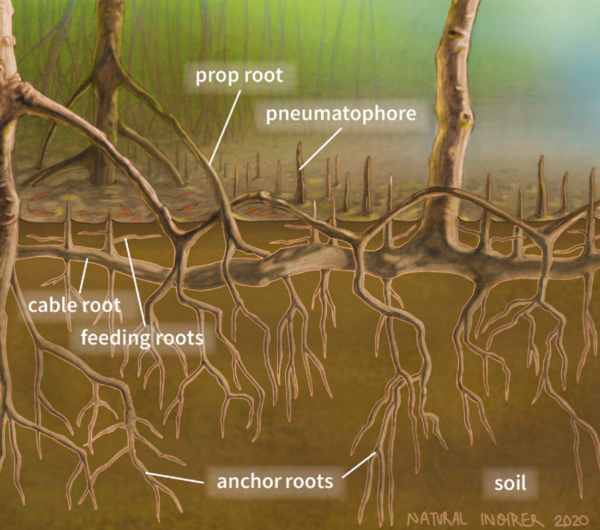 My Sediments Exactly! - Can Mangrove Forest Sediments Keep up With ...